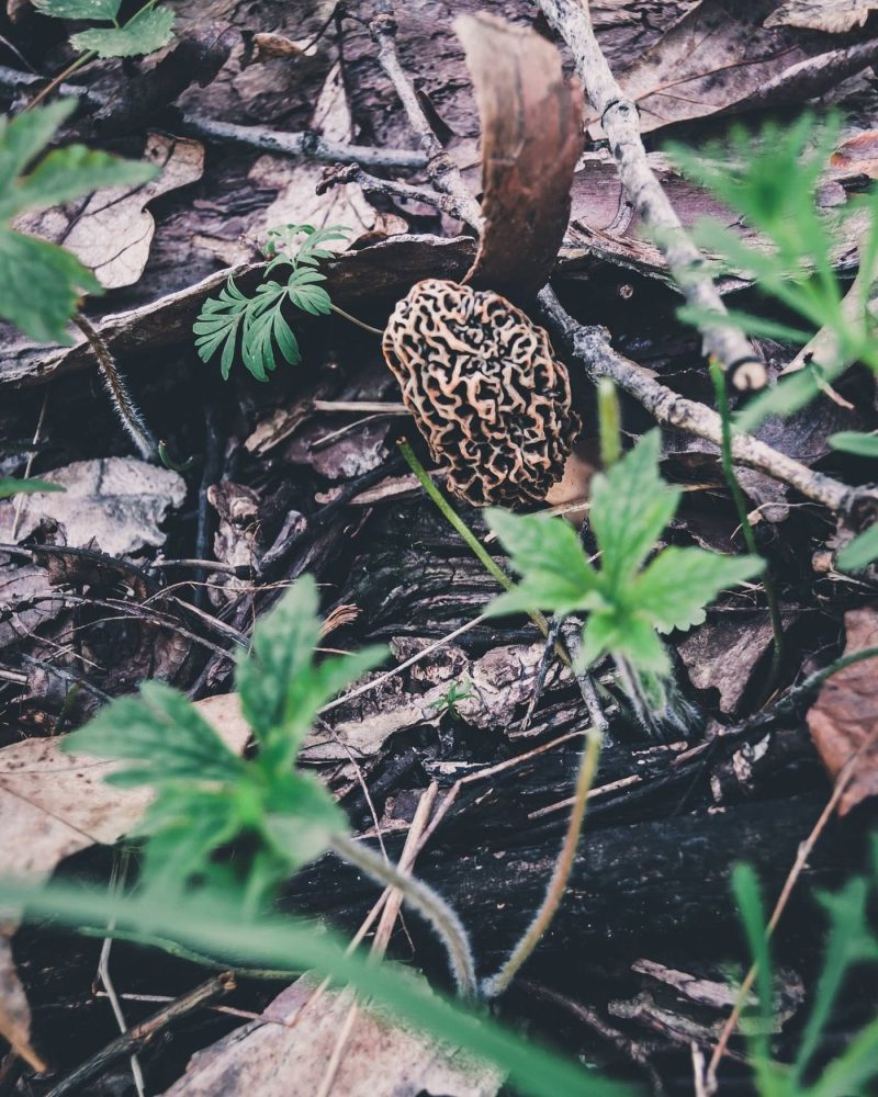How to Find Morels: 8 Best Tips - Petal Back Farm