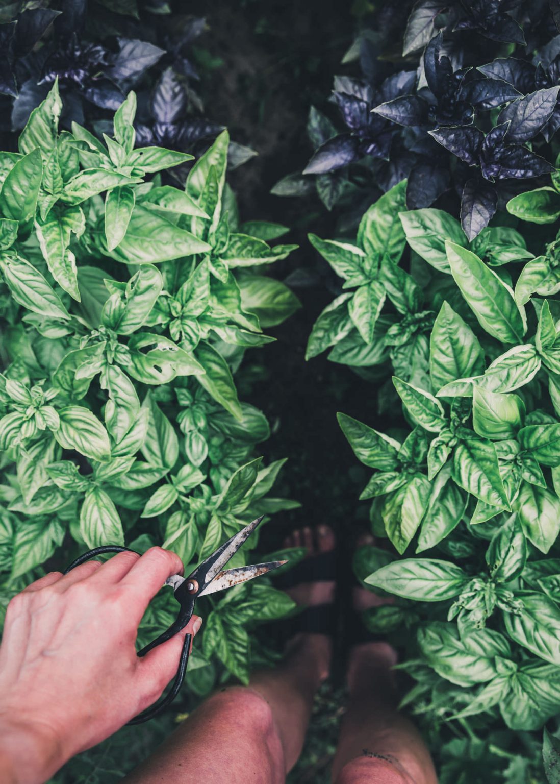Grow Basil: 8 Easy Types for Every Garden - Petal Back Farm