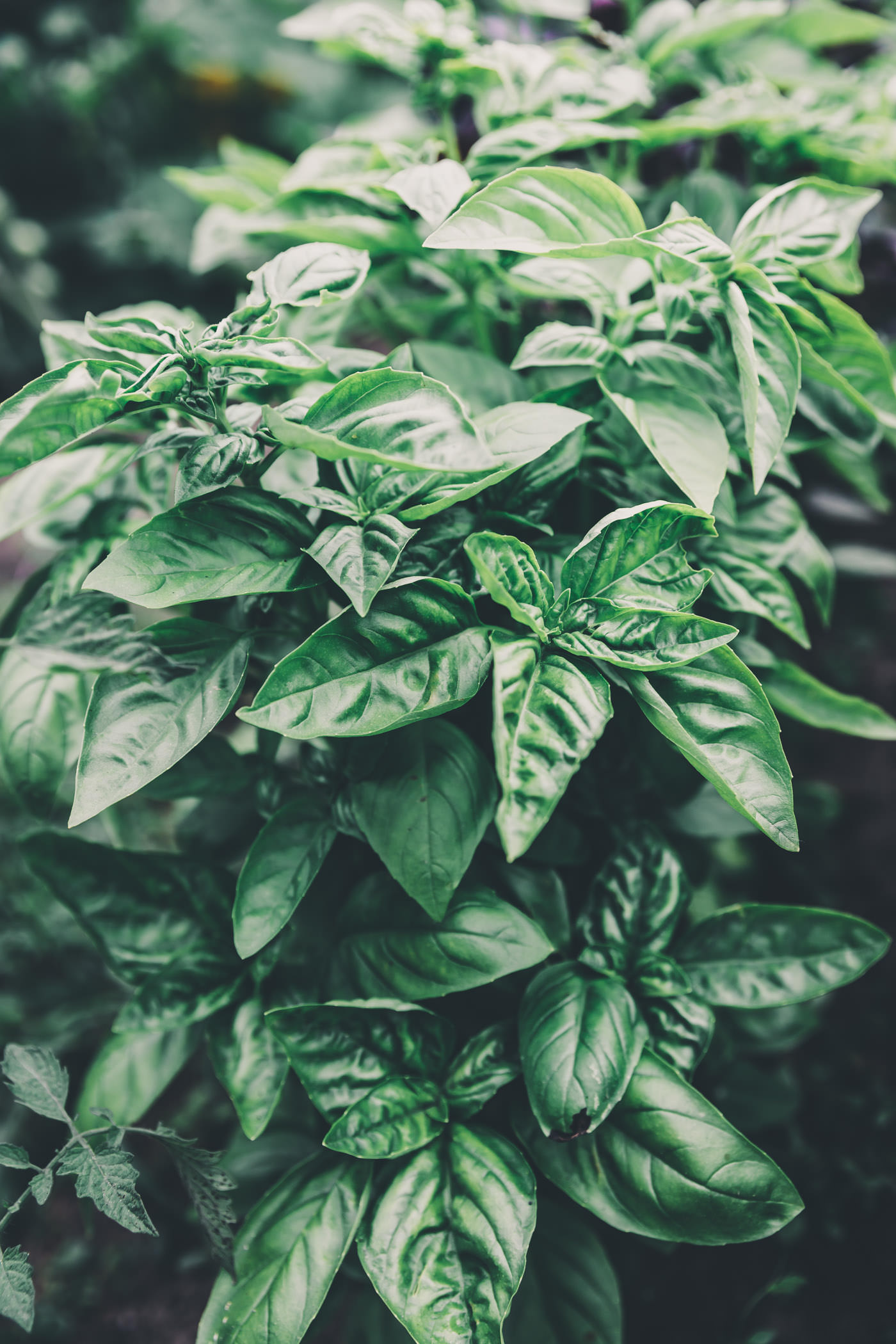Grow Basil: 8 Easy Types for Every Garden - Petal Back Farm