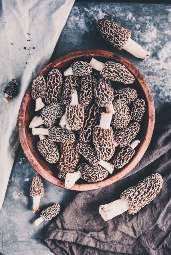 How to Find Morels: 8 Best Tips - Petal Back Farm