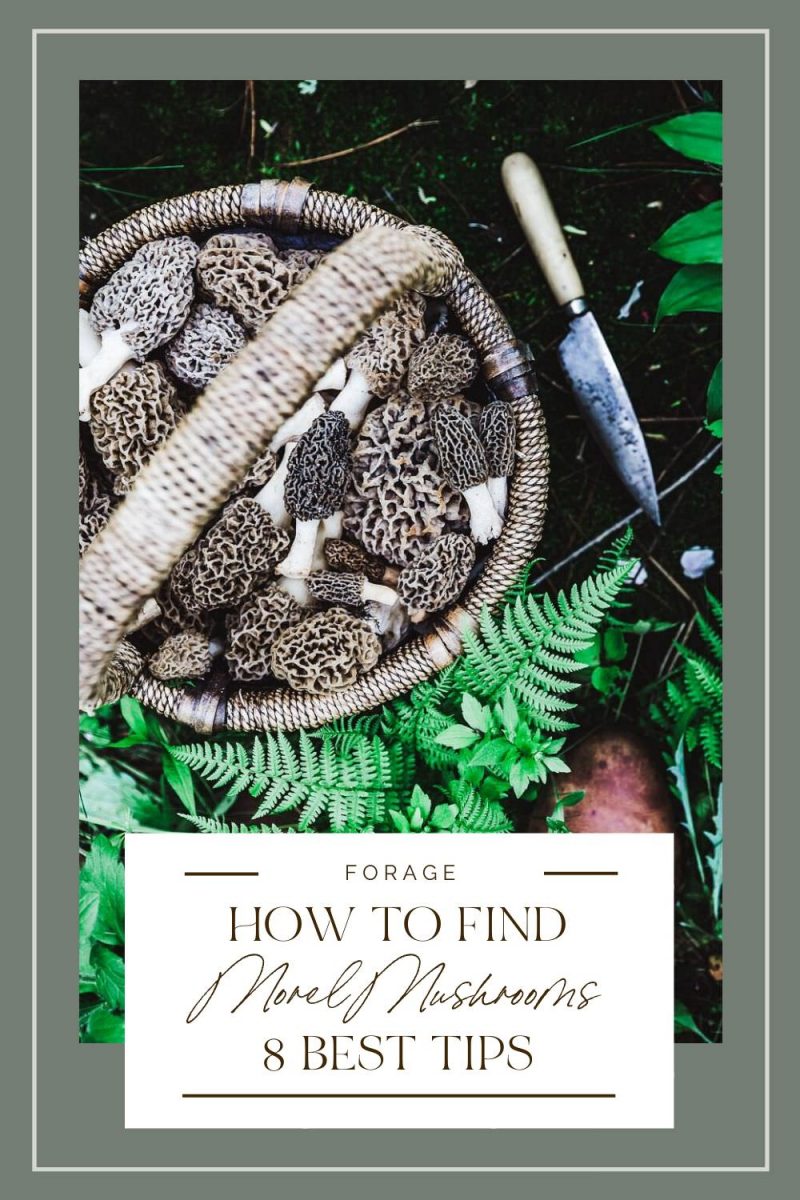 How to Find Morels: 8 Best Tips - Petal Back Farm
