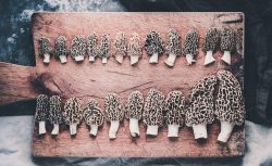 How to Find Morels: 8 Best Tips - Petal Back Farm
