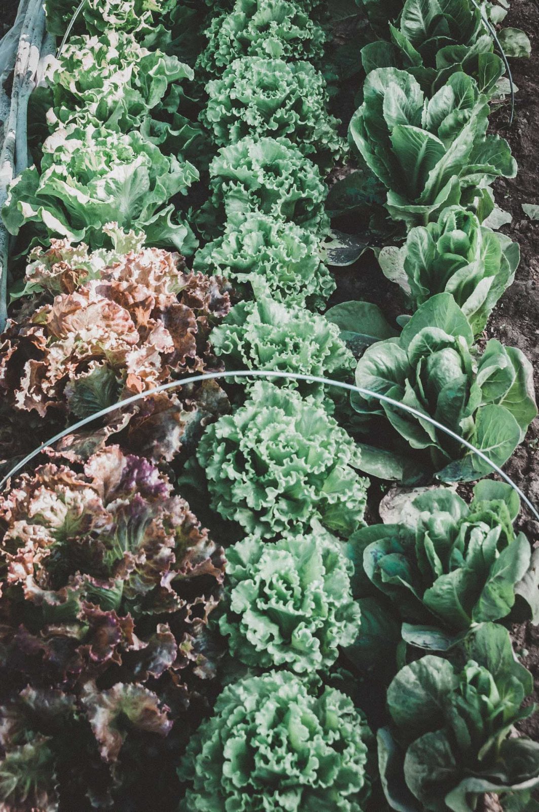 10 Best Places to Order Seeds for Your Garden - Petal Back Farm