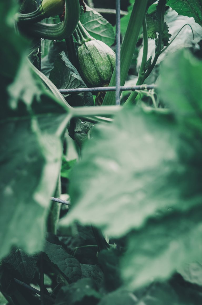 How to Grow Squash on a Trellis - Petal Back Farm