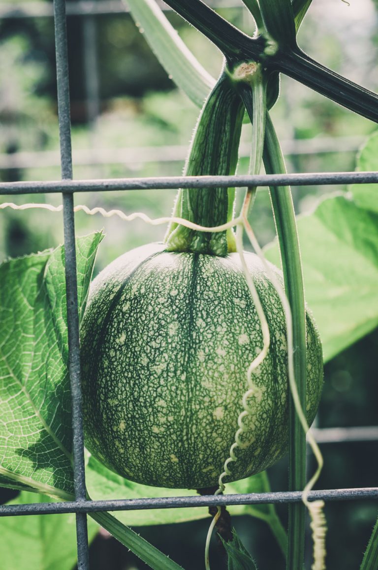 How to Grow Squash on a Trellis - petalbackfarm.com