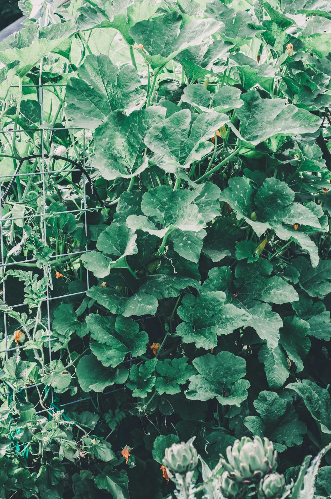 How to Grow Squash on a Trellis - Petal Back Farm
