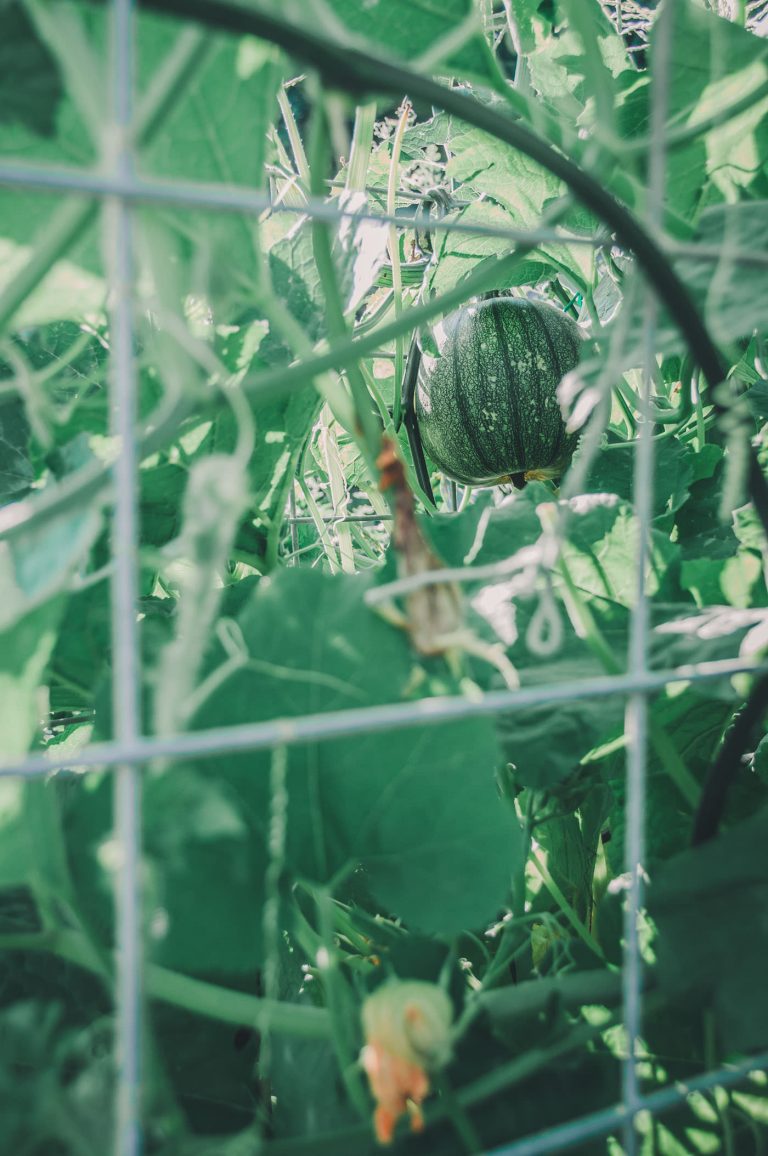 How to Grow Squash on a Trellis - petalbackfarm.com