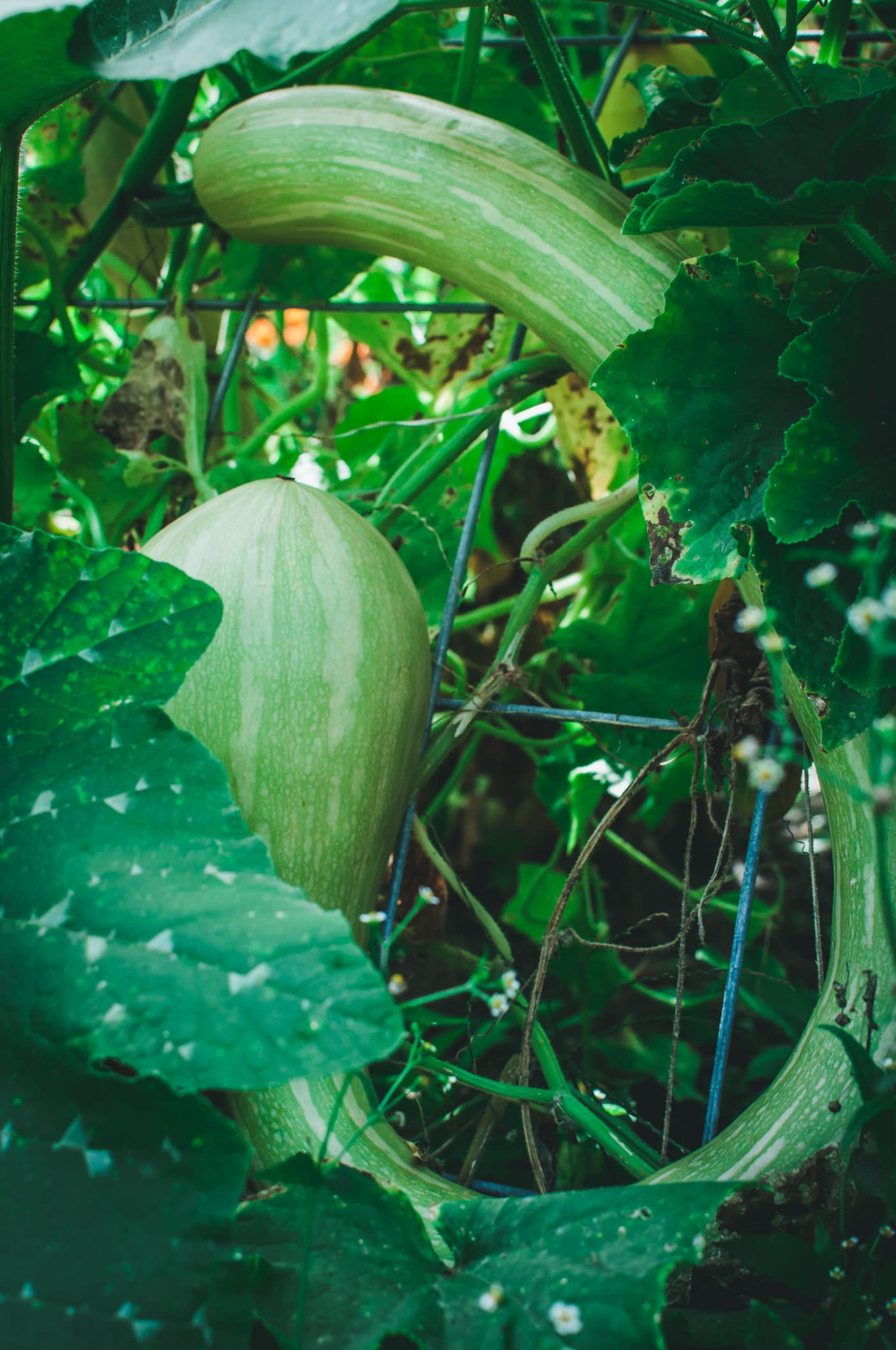 How to Grow Squash on a Trellis - Petal Back Farm