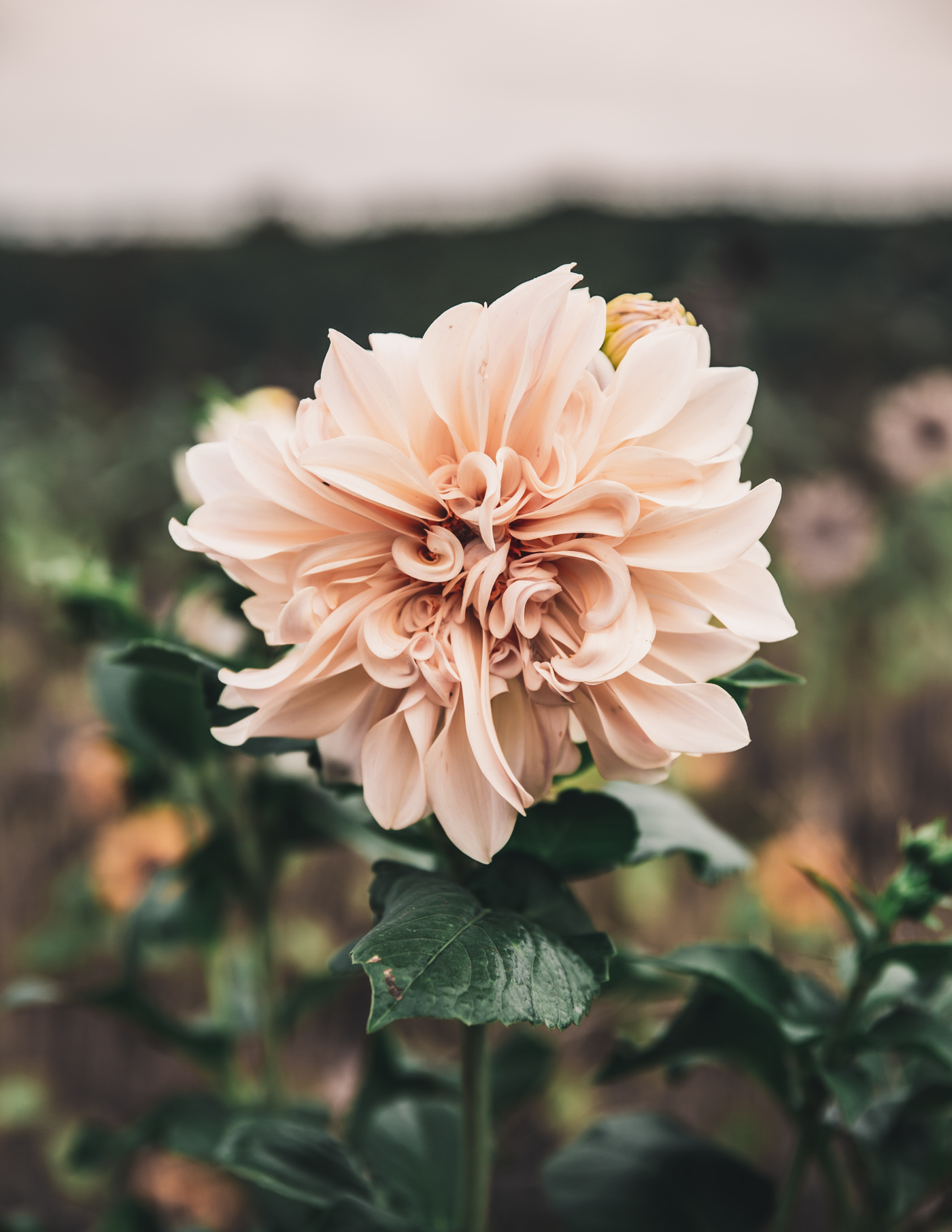 Edit Photos: 7 Reasons Why You Should be Editing - Petal Back Farm