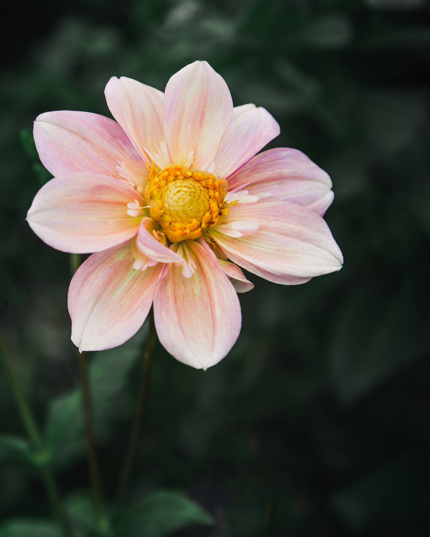 Edit Photos: 7 Reasons Why You Should be Editing - Petal Back Farm