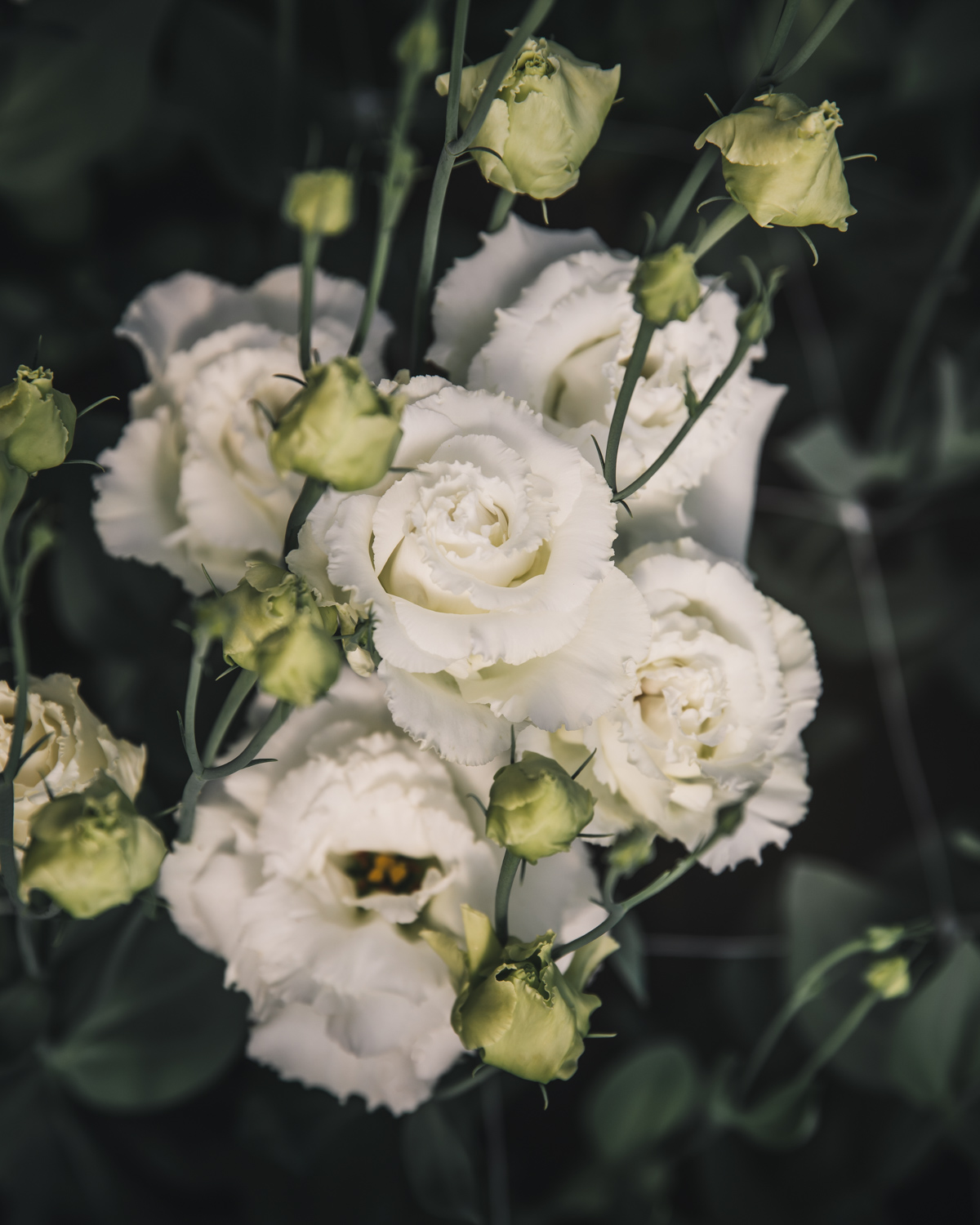 January Plant Profile: Lisianthus - petalbackfarm.com