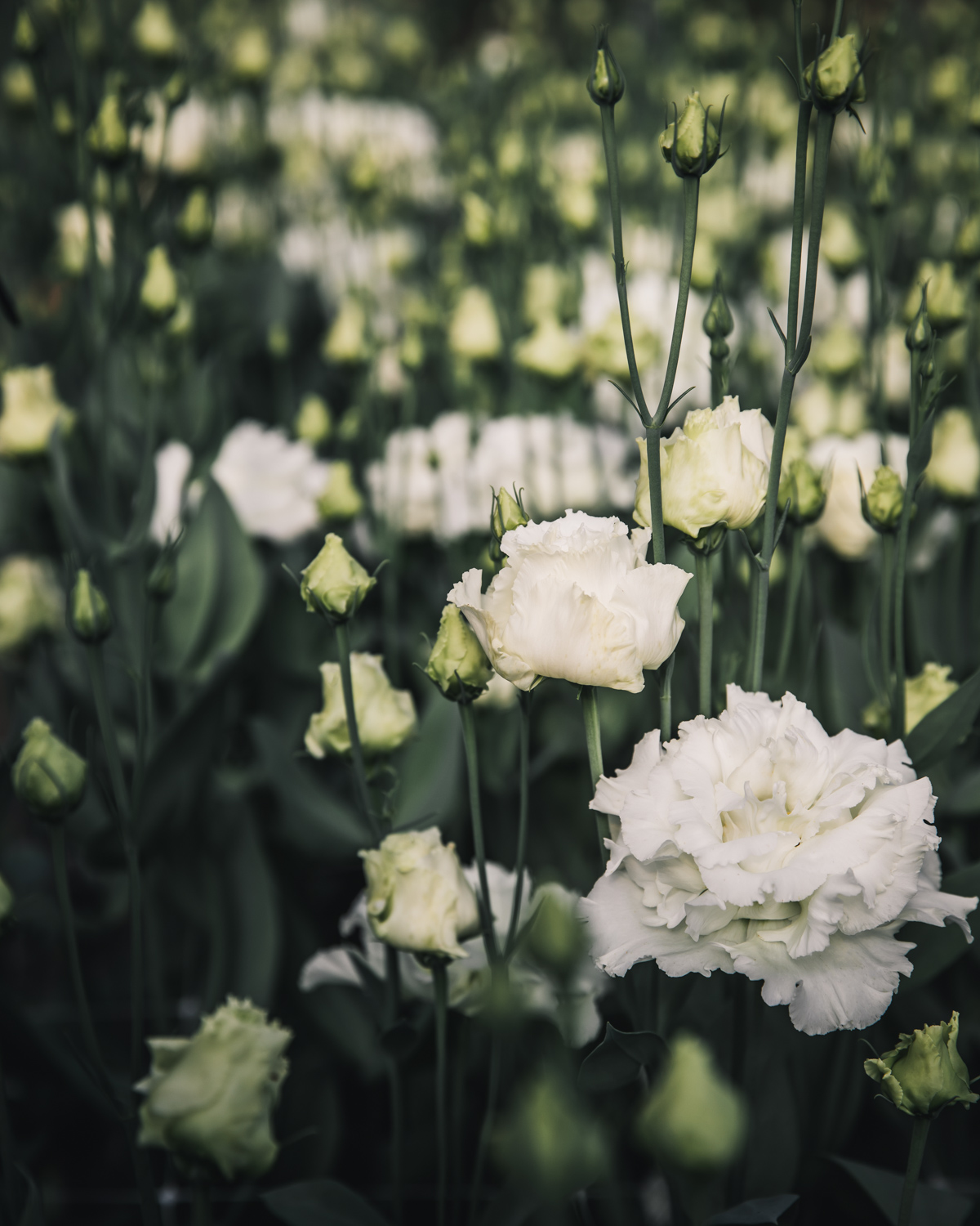 January Plant Profile: Lisianthus - Petal Back Farm