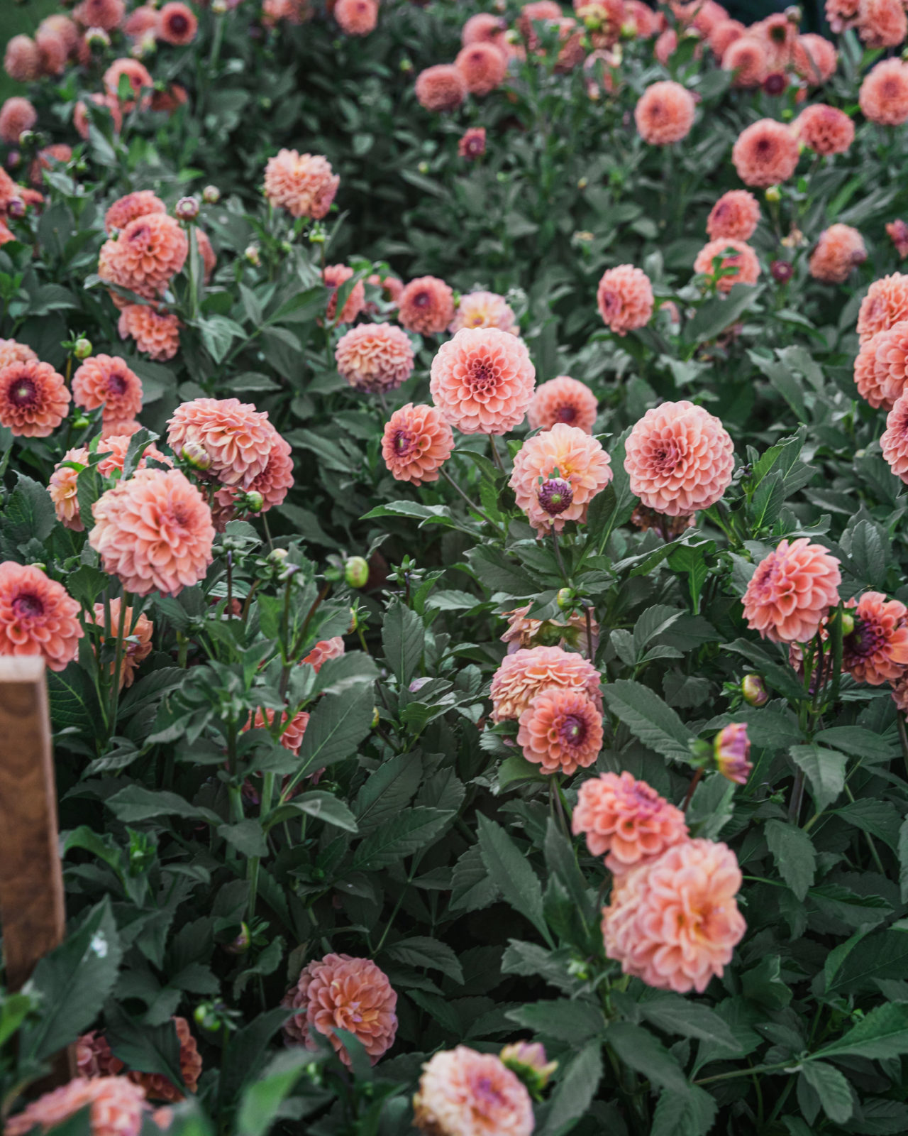 February Farm Tasks - petalbackfarm.com