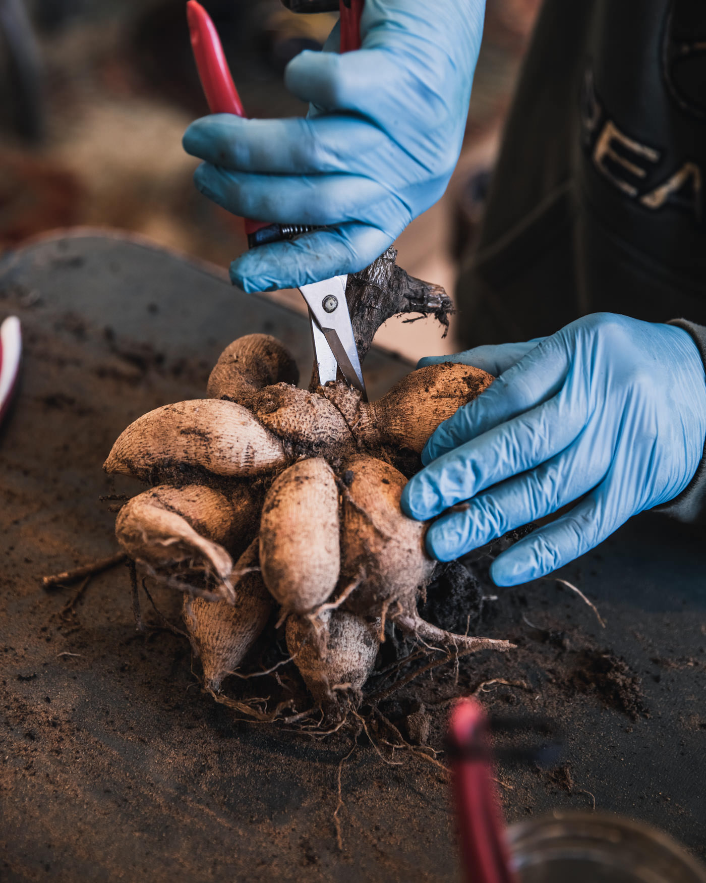 Dahlia Tuber Anatomy - Petal Back Farm