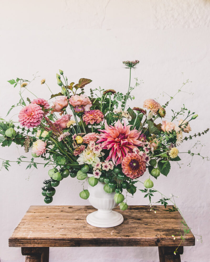 Plant Profile: Love-in-a-Puff Vine - Petal Back Farm