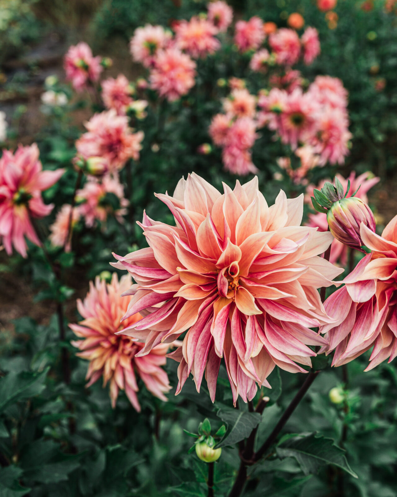 Plant Profile: Dahlias - Petal Back Farm
