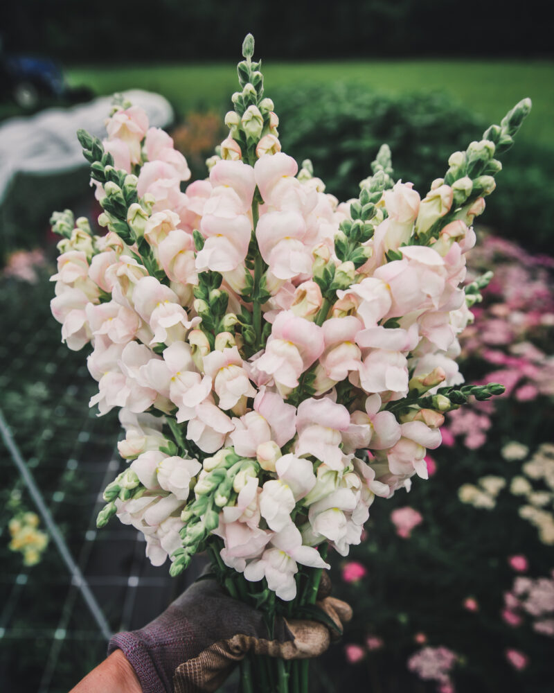 April Plant Profile: Snapdragons - petalbackfarm.com