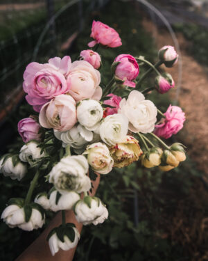October Plant Profile: Ranunculus - Petal Back Farm
