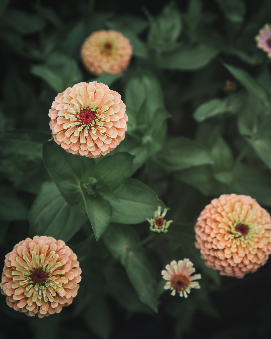 August Plant Profile: Zinnias - Petal Back Farm