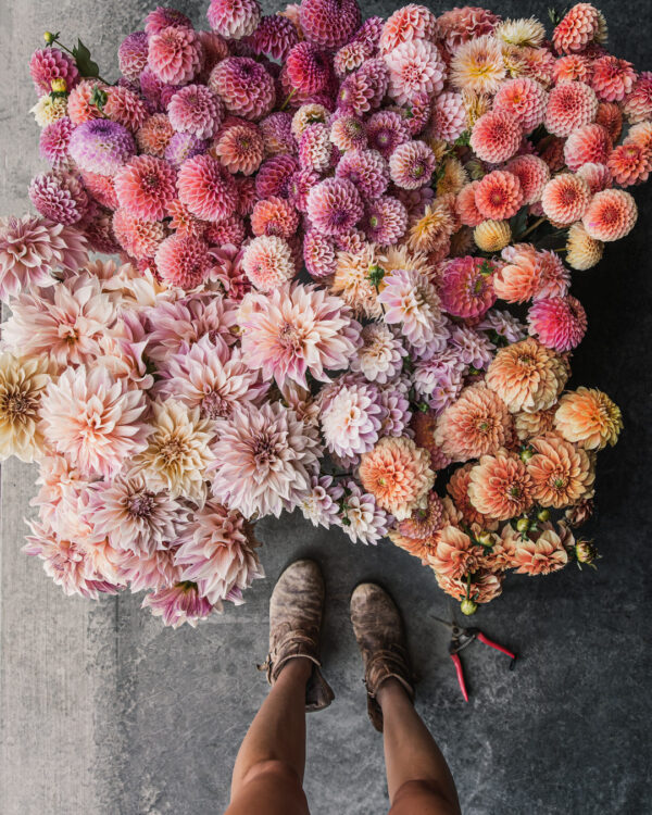 Blog - Petal Back Farm