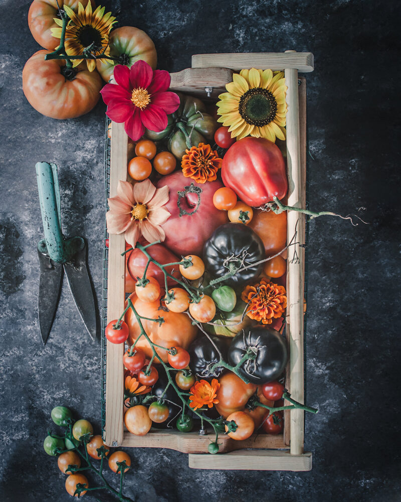 September Plant Profile: Cherry Tomatoes - Petal Back Farm