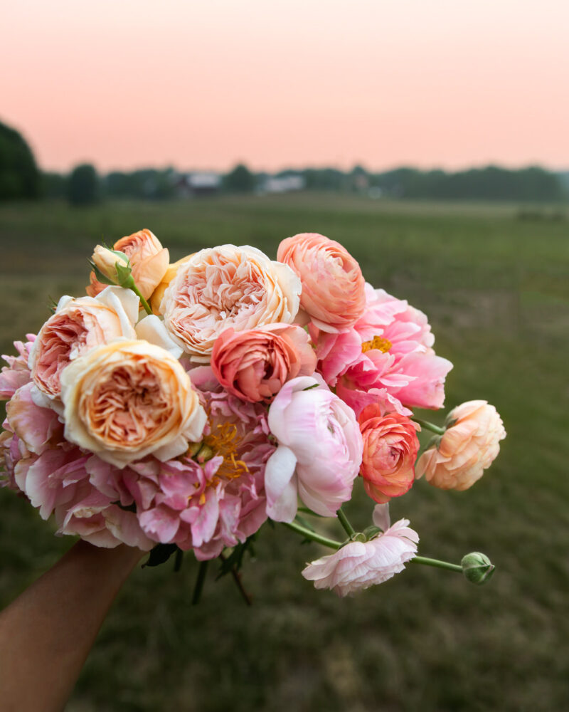 October Plant Profile: Ranunculus - Petal Back Farm
