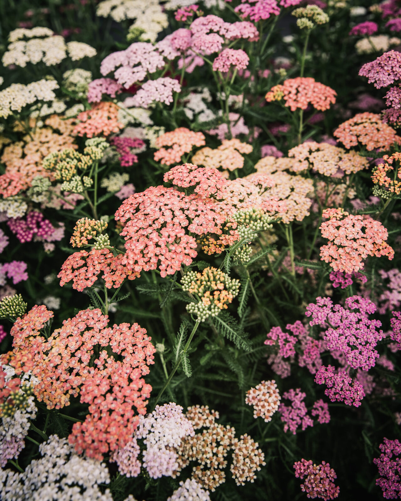 Plant Profile: Yarrow - Petal Back Farm