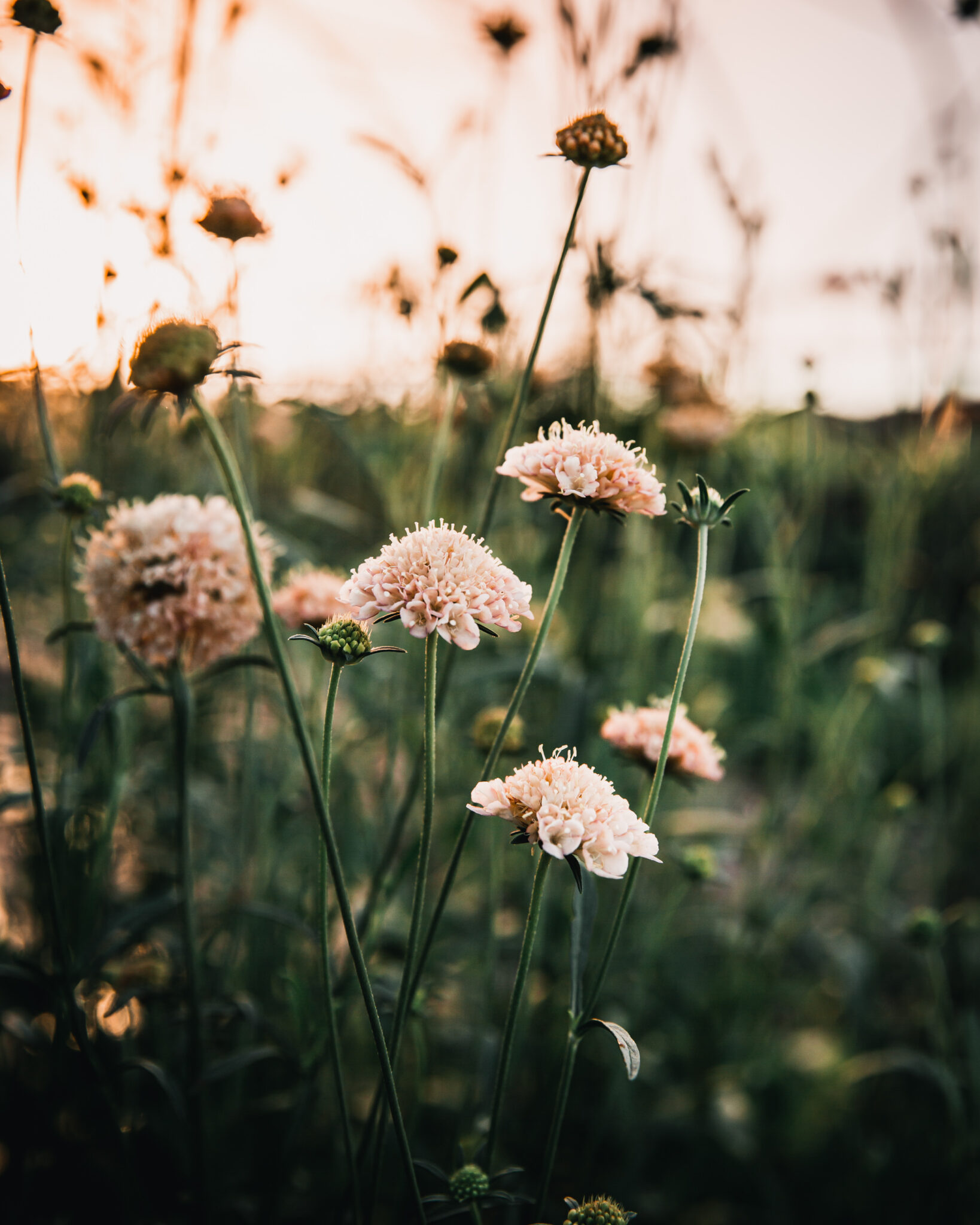 Blog - Petal Back Farm