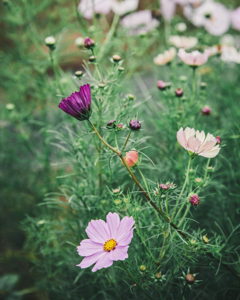Plant Profile: Cosmos - Petal Back Farm