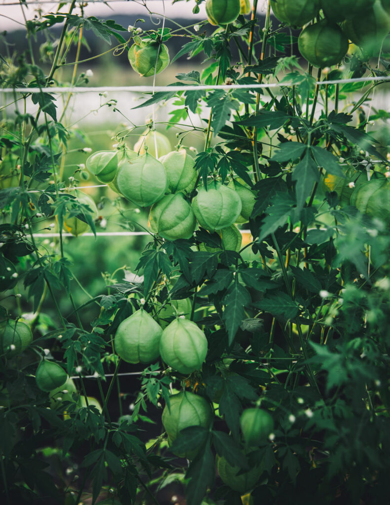 Plant Profile: Love-in-a-Puff Vine - Petal Back Farm