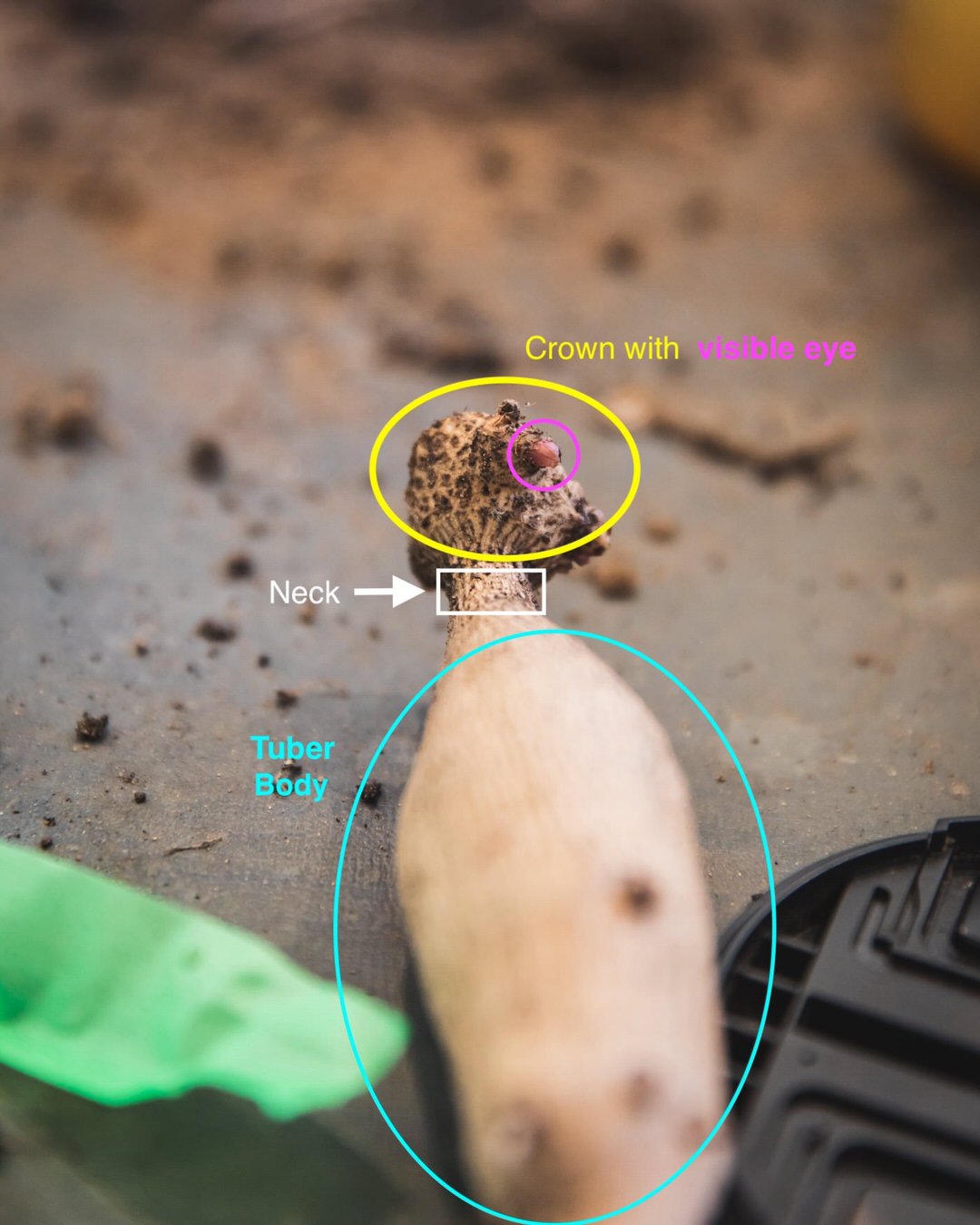 Dahlia Tuber Anatomy - Petal Back Farm